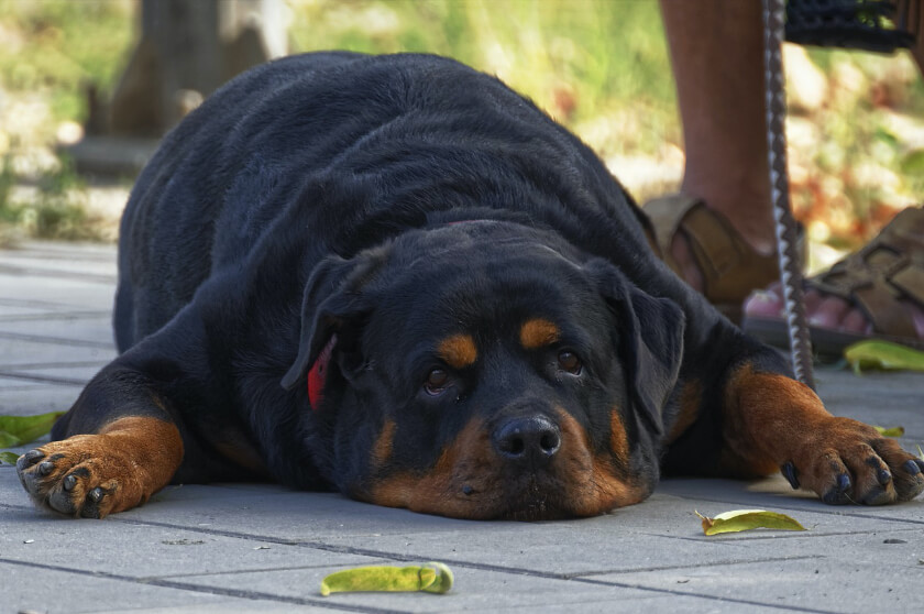 動物用サプリメント Solbran for animal | 開発商品 | adu アデュー株式会社